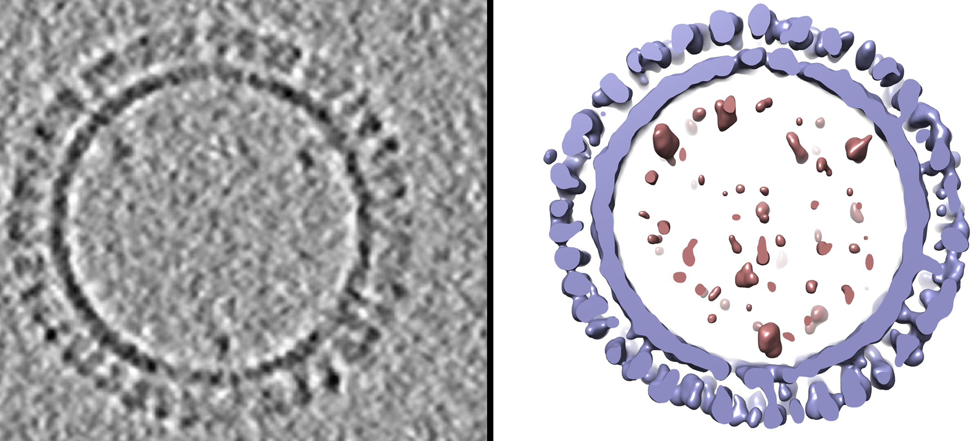 NIAID scientists create 3D structure of 1918 influenza virus-like ...