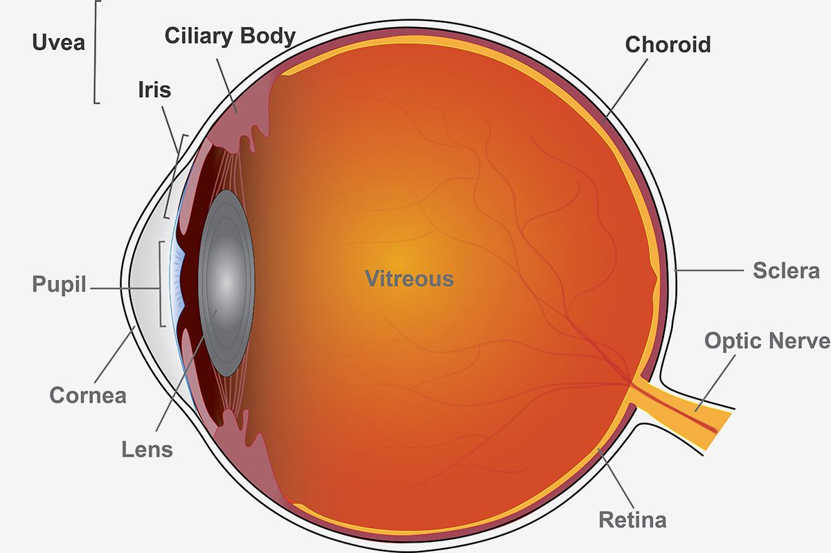 Two commonly used uveitis drugs perform similarly in NIH-funded ...