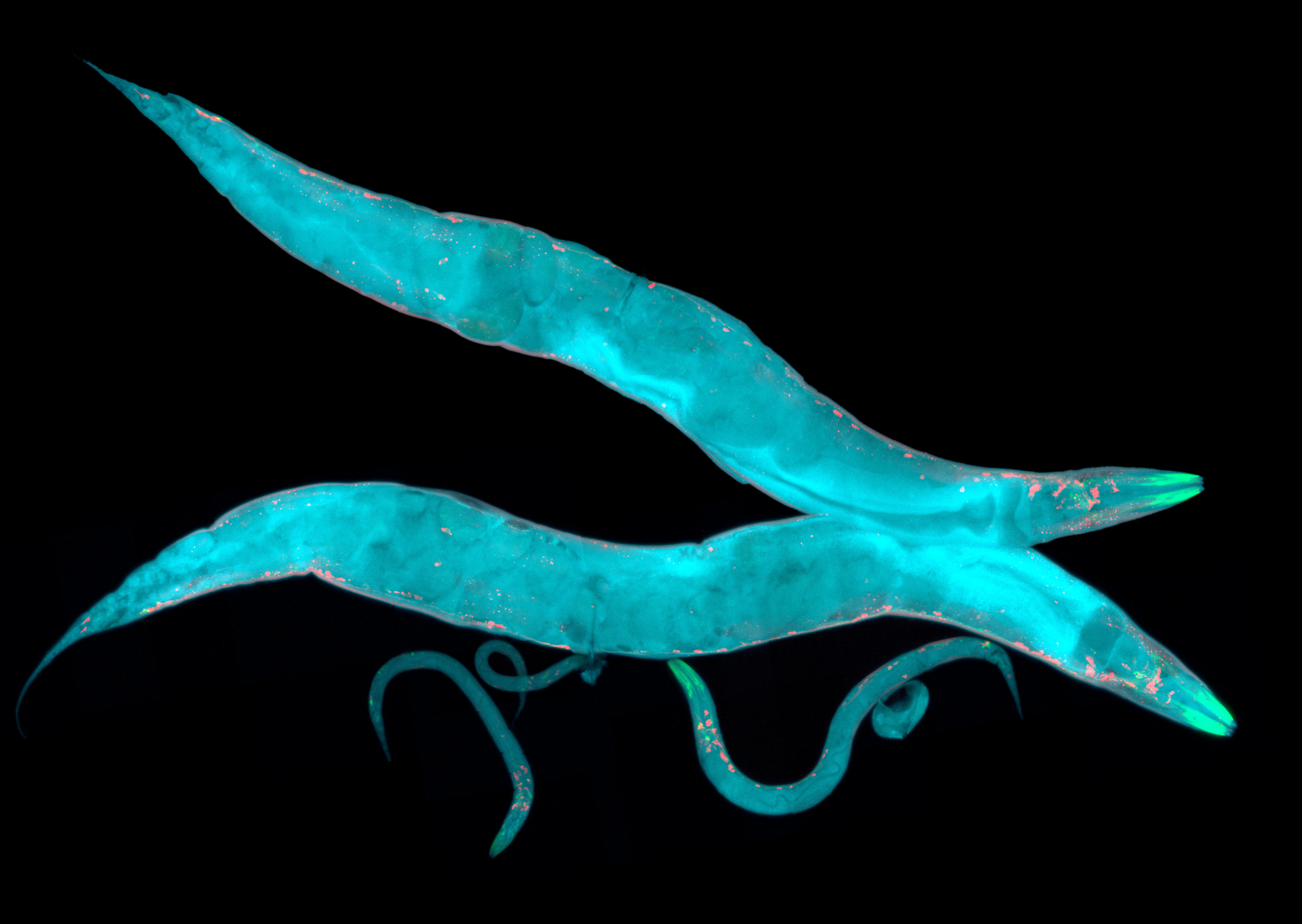Gut bacteria influence behavior in worms | National Institutes of ...