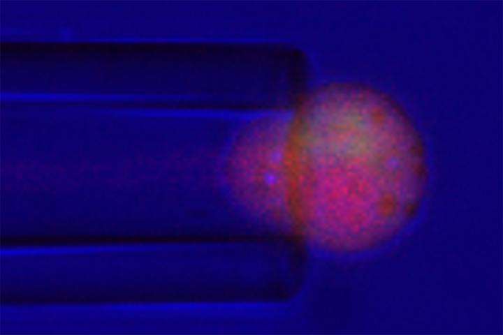 Engineered cartilage produces anti-inflammatory drug | National ...