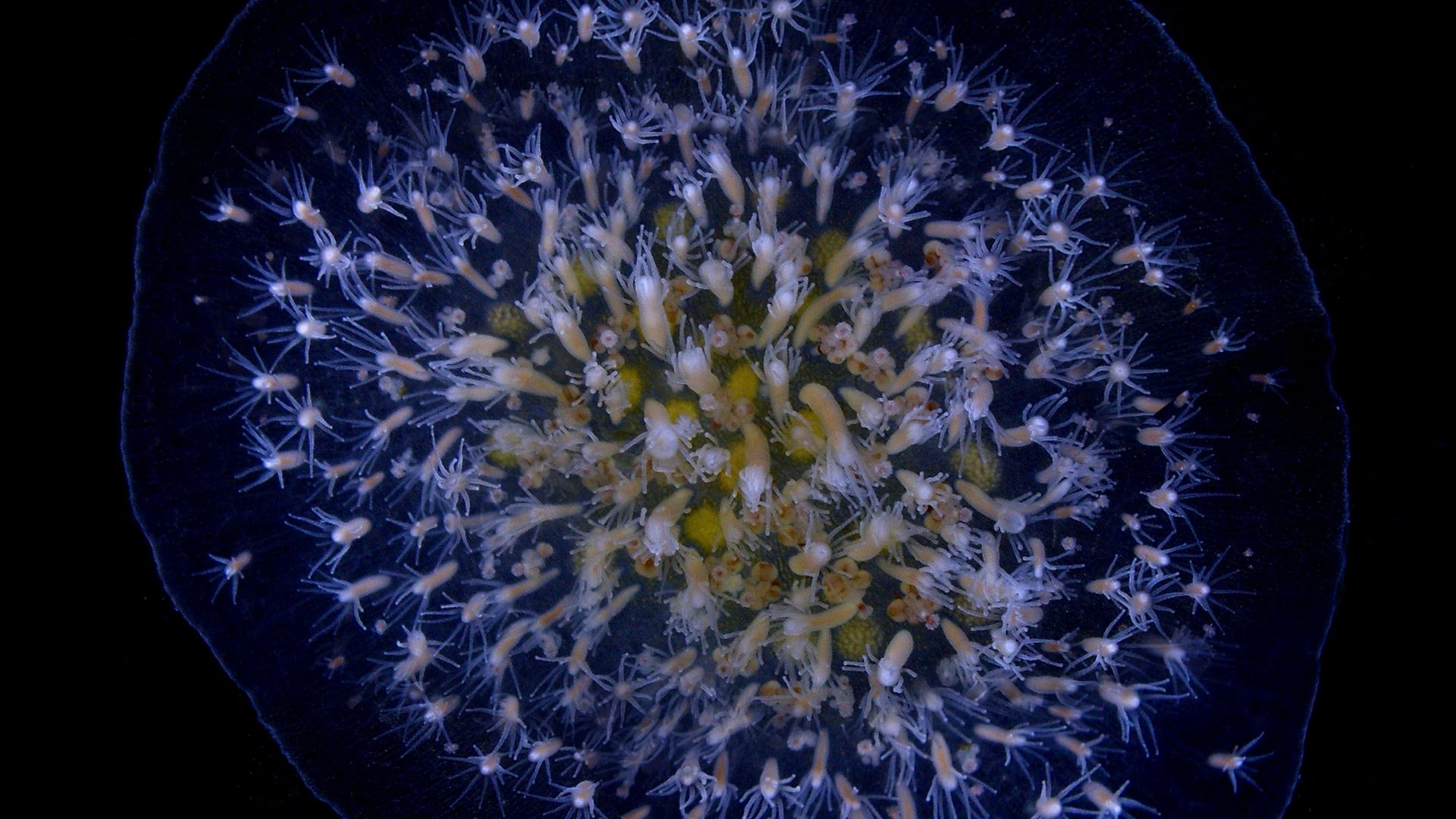 Scientists discover clues to aging and healing from a squishy sea ...