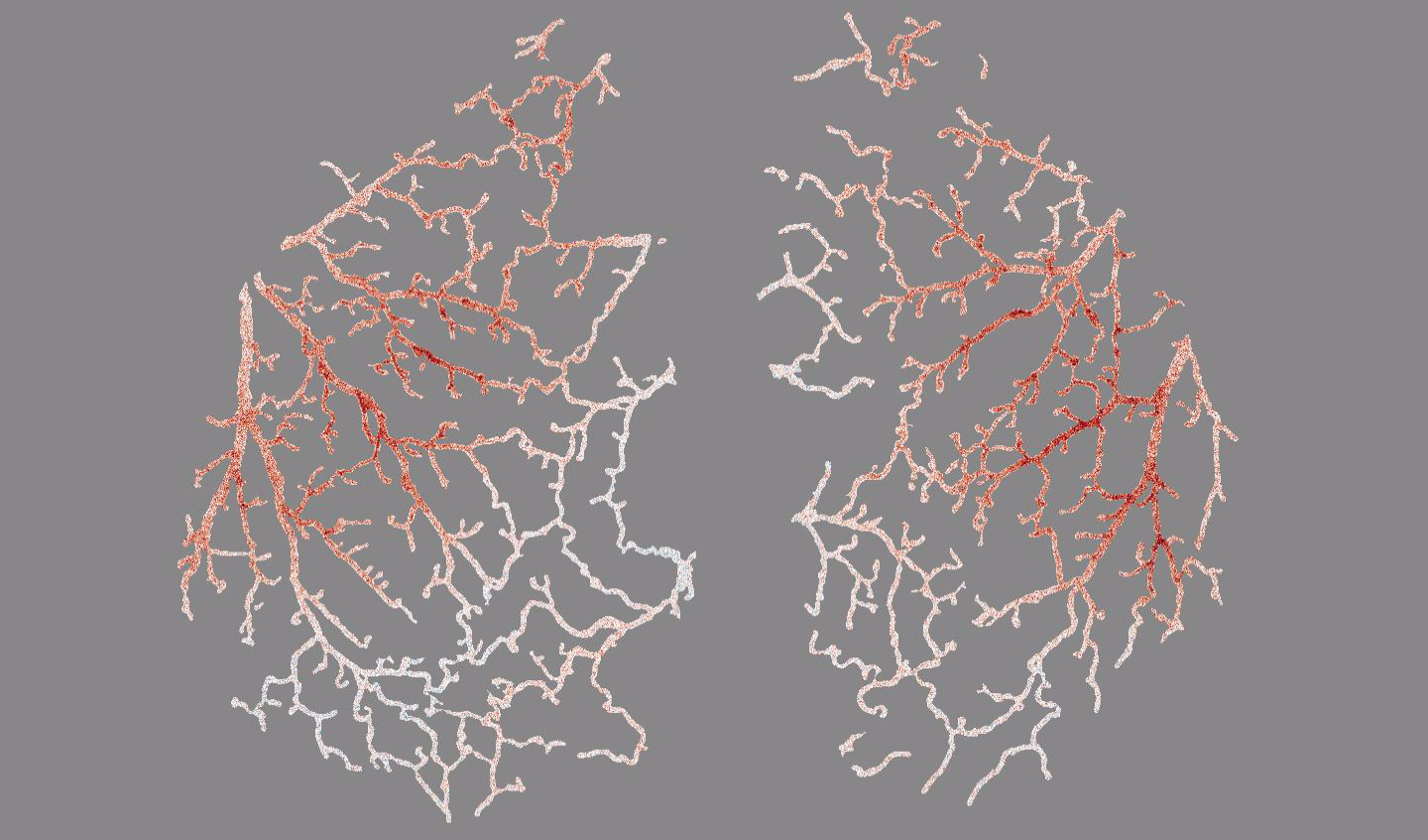 Blood flow makes waves across the surface of the mouse brain | National ...