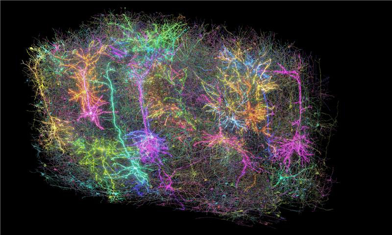 Scientists map unprecedented detail of connections and visual perception in the mouse brain ...