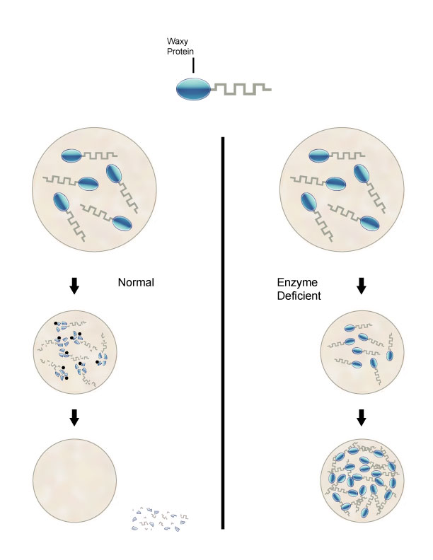 Nih Researchers Identify Candidate Drug To Treat Batten Disease