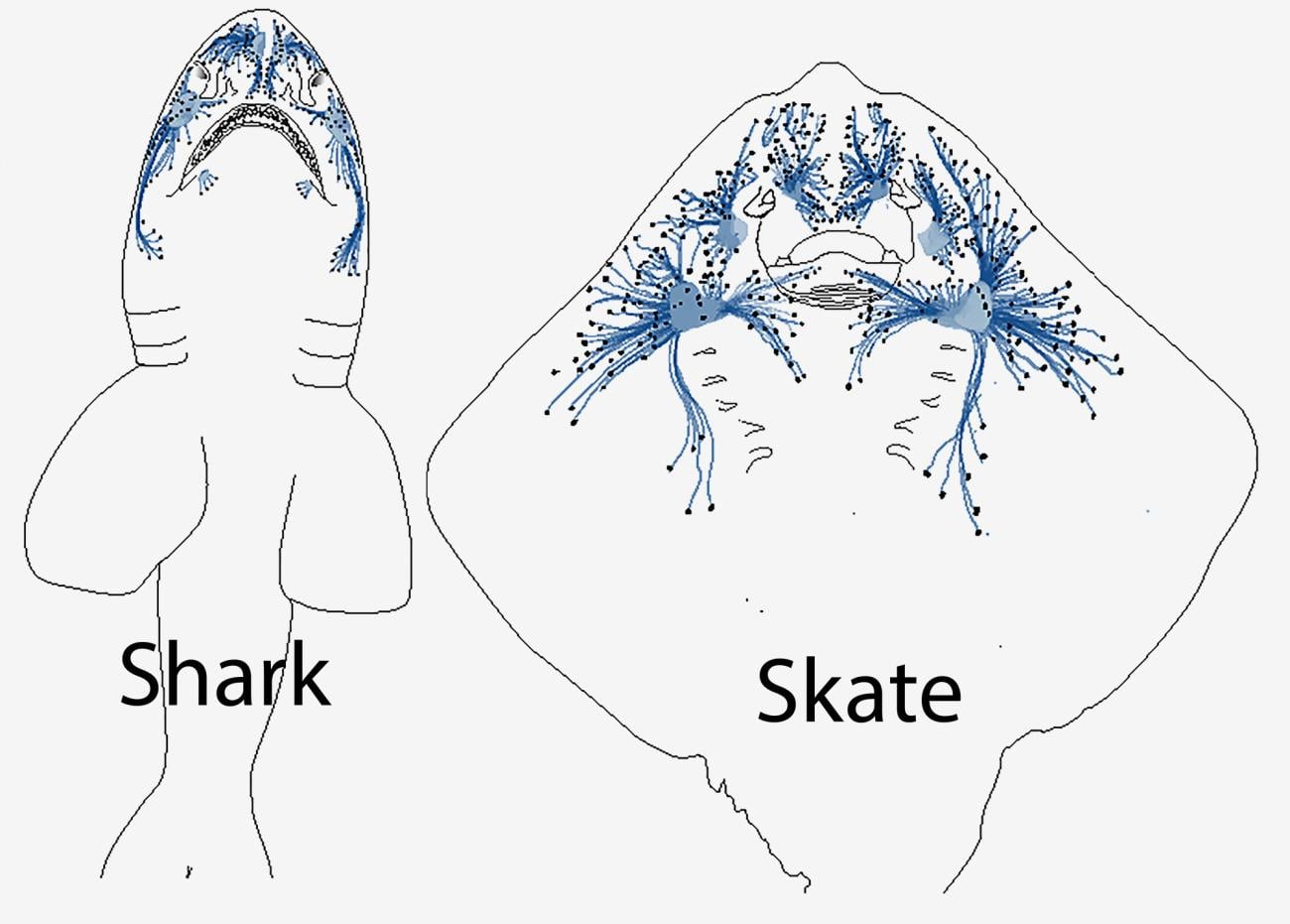 Even a shark’s electrical “sixth sense” may be tuned to attack ...