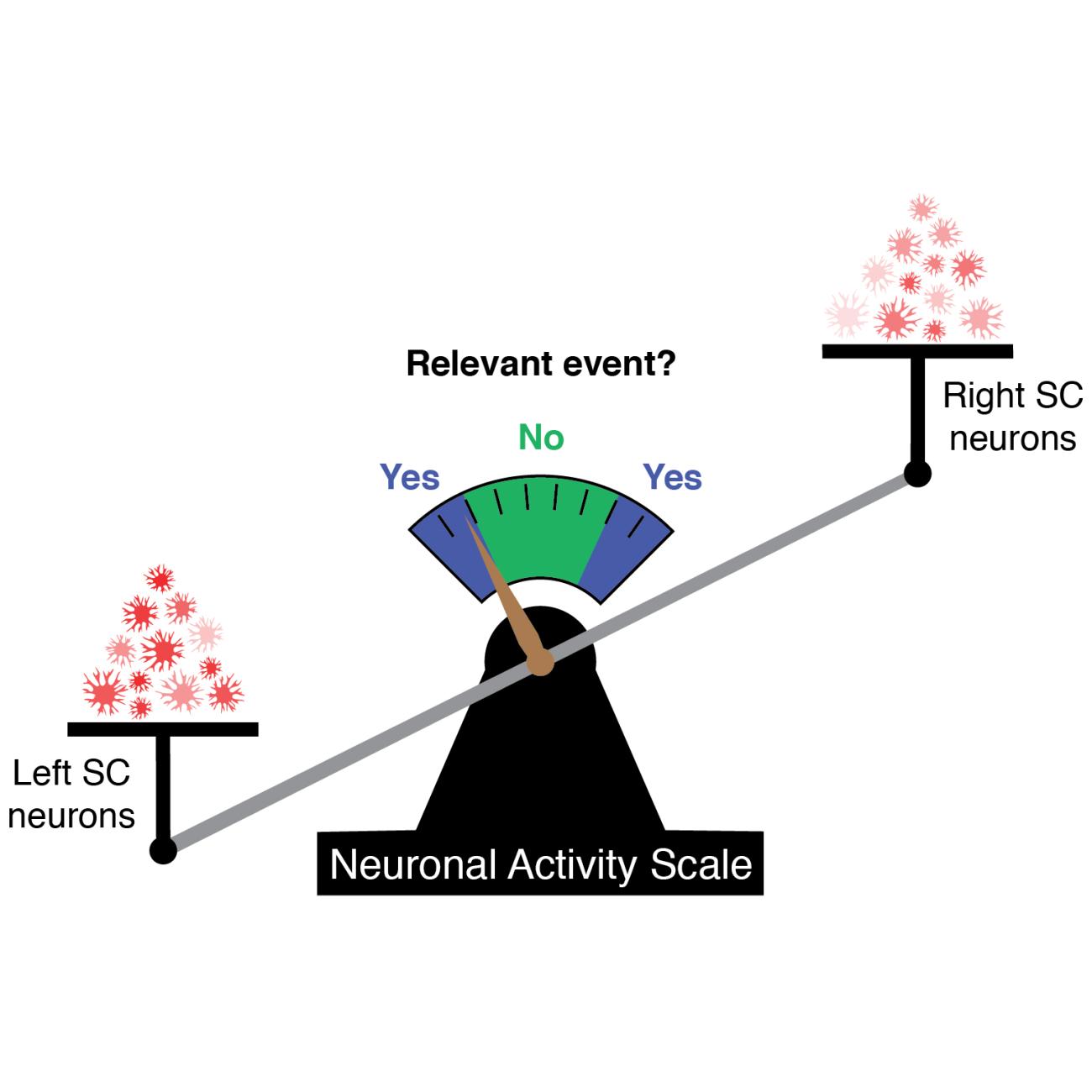 NIH researchers discover neural code that predicts behavior | National ...
