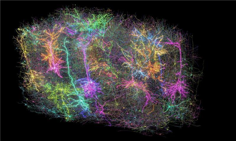 Scientists map unprecedented detail of connections and visual ...