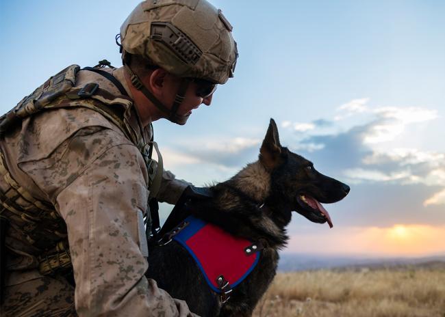 Service dogs may reduce PTSD symptoms for military members and veterans ...